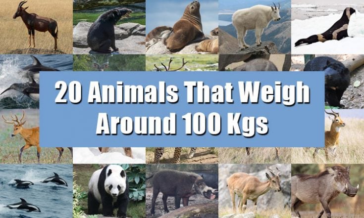 Elk Weight: Species, Life Stages & Gender Differences