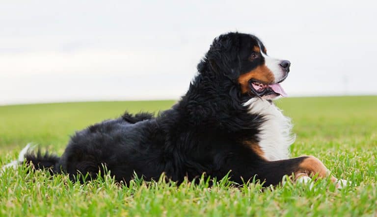 Top 15 Heaviest Dog Breeds in the World