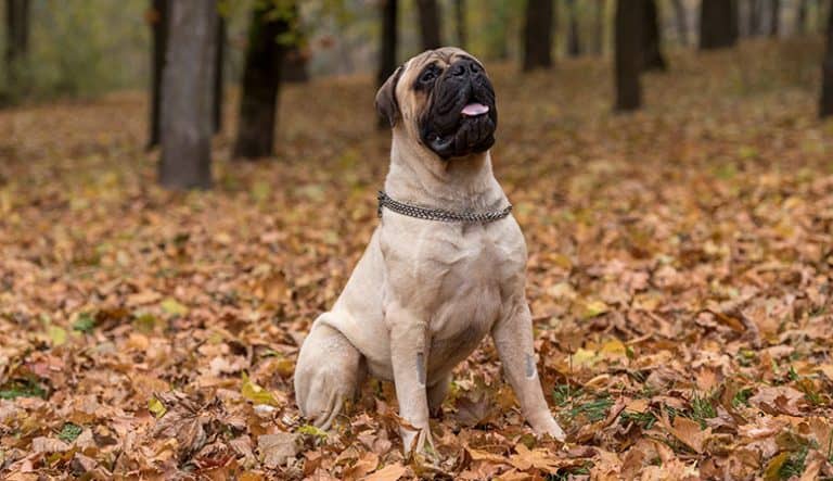 Top 15 Heaviest Dog Breeds in the World