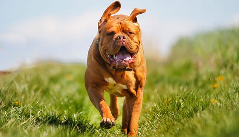 Top 15 Heaviest Dog Breeds in the World