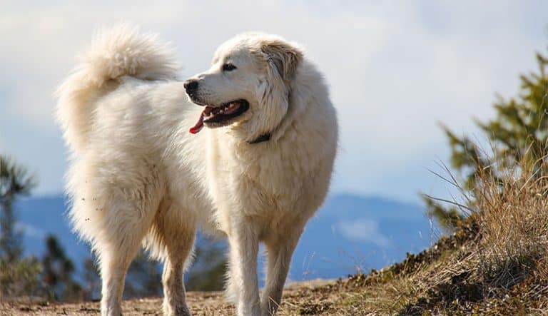Top 15 Heaviest Dog Breeds in the World