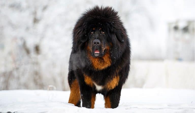 Top 15 Heaviest Dog Breeds in the World
