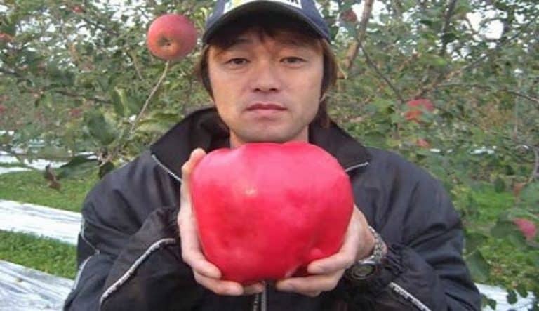 List of The 7 Heaviest Fruits in the World