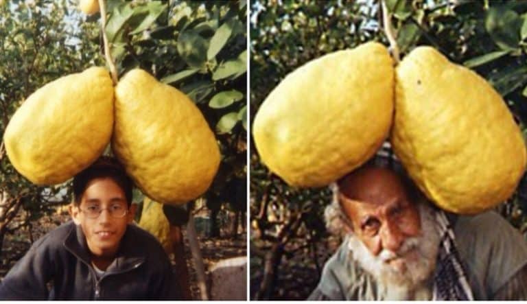 List of The 7 Heaviest Fruits in the World
