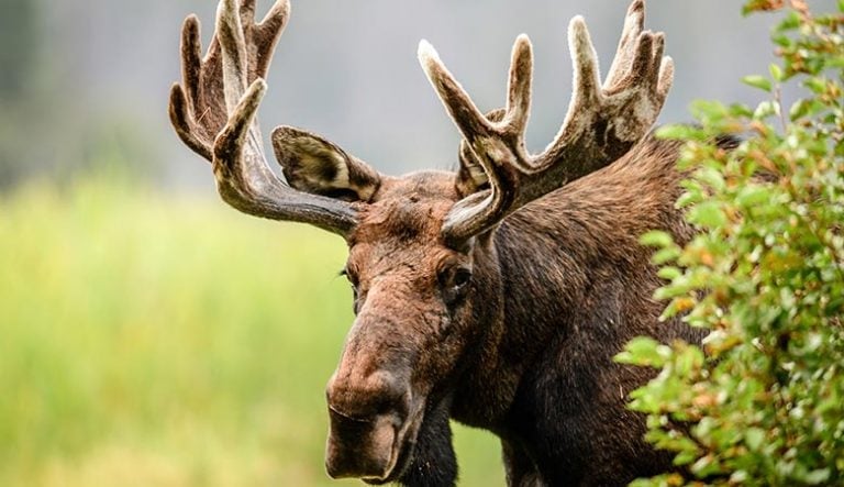 10 Animals That Weigh About 500 kg (Kilograms)
