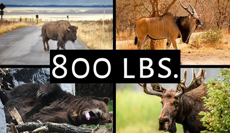 List of 8 Animals That Weigh Around 200 Pounds