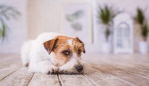 6 Household Items That Weigh About 10 Pounds