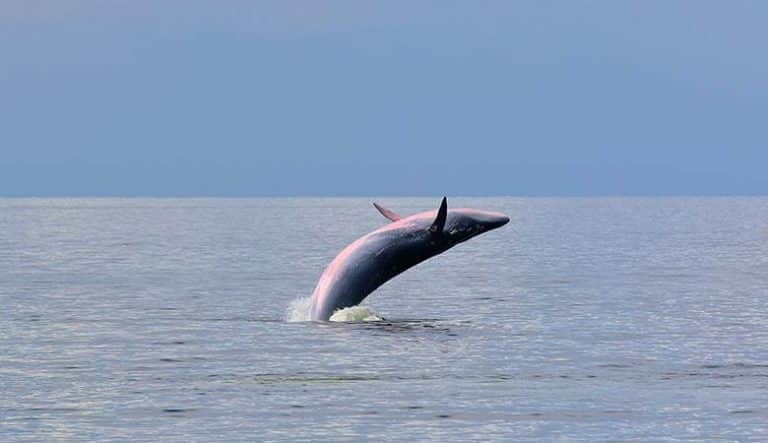 How Much Does a Whale Weigh? 10 Heaviest Whales in the World