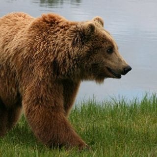 List of Animals That Weigh Around 2000 Pounds – Weight of Stuff