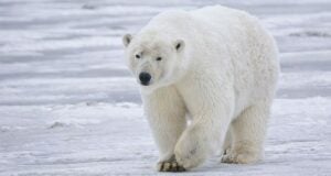 List of Animals That Weigh Around 2000 Pounds