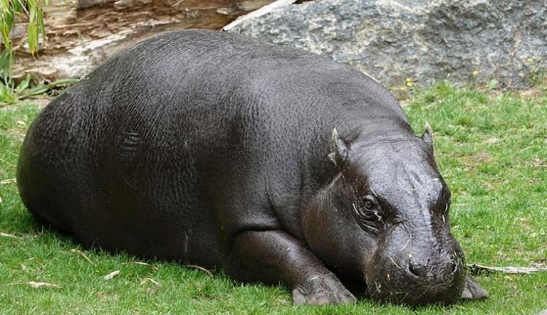 List of Animals That Weigh More Than 1 Ton