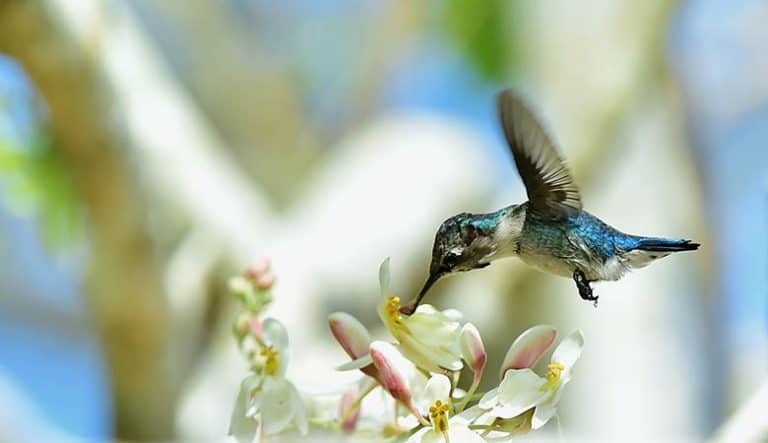 List of the 15 Lightest Animals in the World