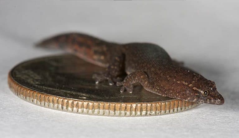 List of the 15 Lightest Animals in the World