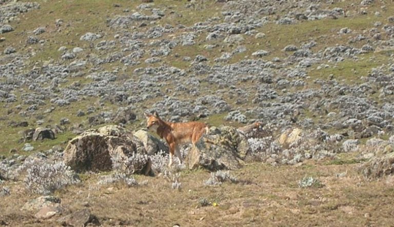 How Much Does a Wolf Weigh? (Avarage Weight of all The Wolf Species)