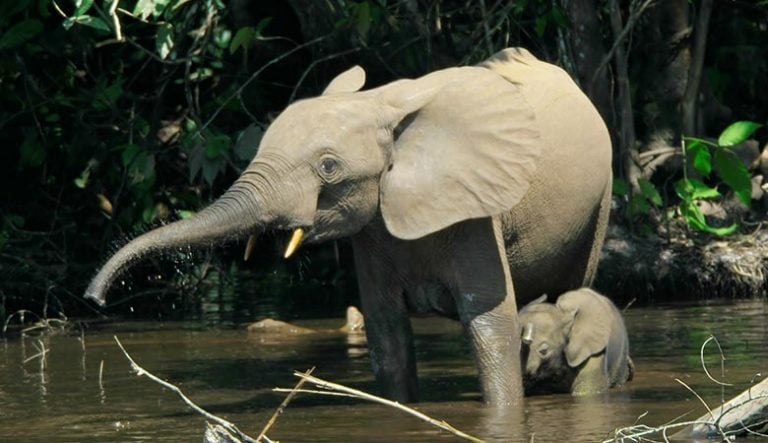 How Much Does an Elephant Weigh? (Species, Life Stages & Gender ...