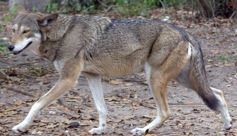 How Much Does a Wolf Weigh? (Avarage Weight of all The Wolf Species)