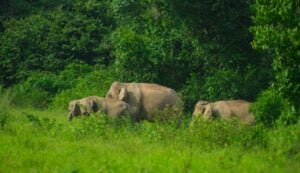 How Much Does an Elephant Weigh? (Species, Life Stages & Gender ...