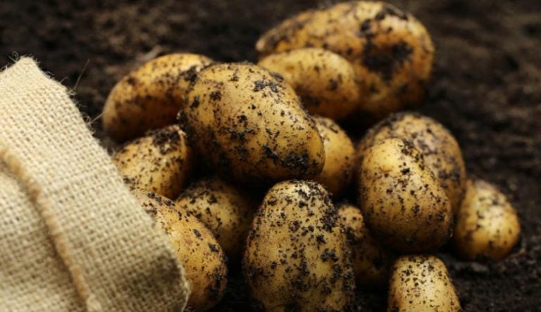 10 Everyday Items That Weigh About 40 Pounds