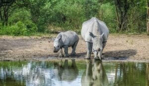 How Much Does a Rhino Weigh? (Species, Life Stages & Gender Differences)