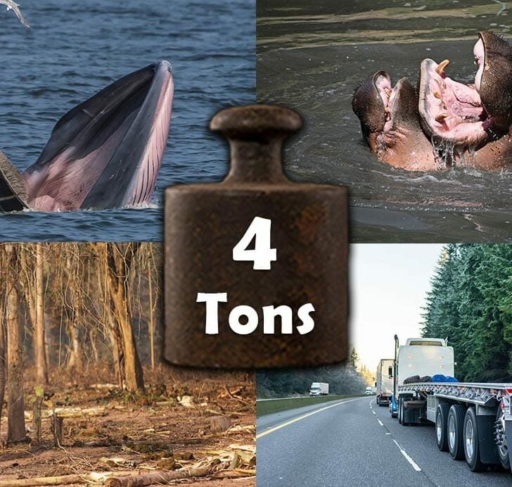 11 Things That Weight About 4 Tons – Weight of Stuff