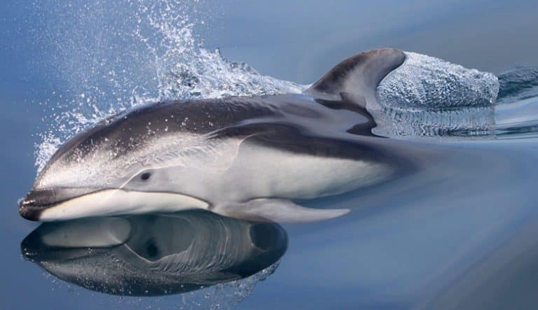 8 Things That Weigh About 100 kilograms (kgs)