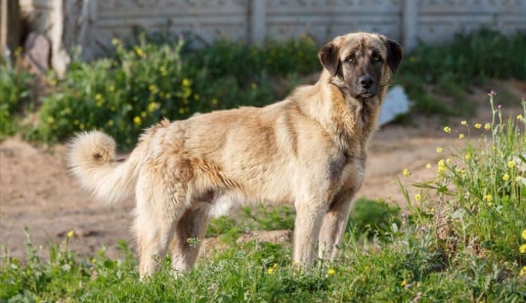 12 Dog Breeds That Weigh About 50 kg (Kilogram)