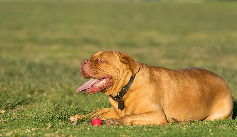 12 Dog Breeds That Weigh About 50 kg (Kilogram) – Weight of Stuff