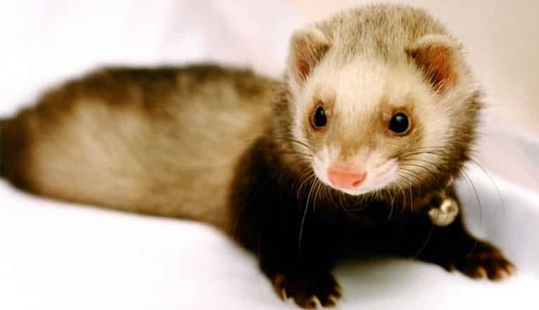 11 Animals That Weigh About 1 Kilogram (kg)