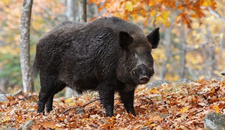 9 Things That Weigh About 130 Kilograms (kg)