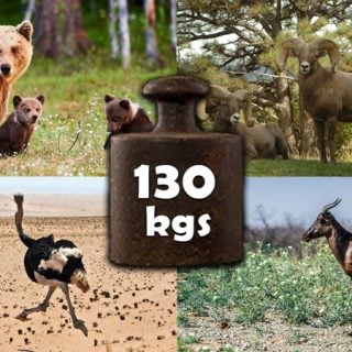 10 Animals That Weigh About 130 Kilograms (kg) – Weight of Stuff
