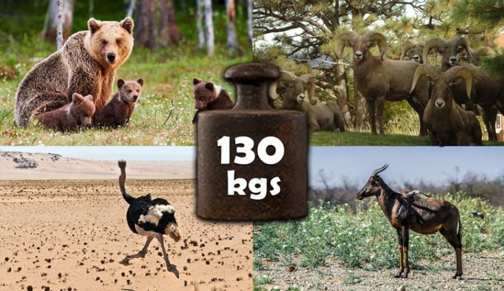 Weight of Animals - Weight of Stuff