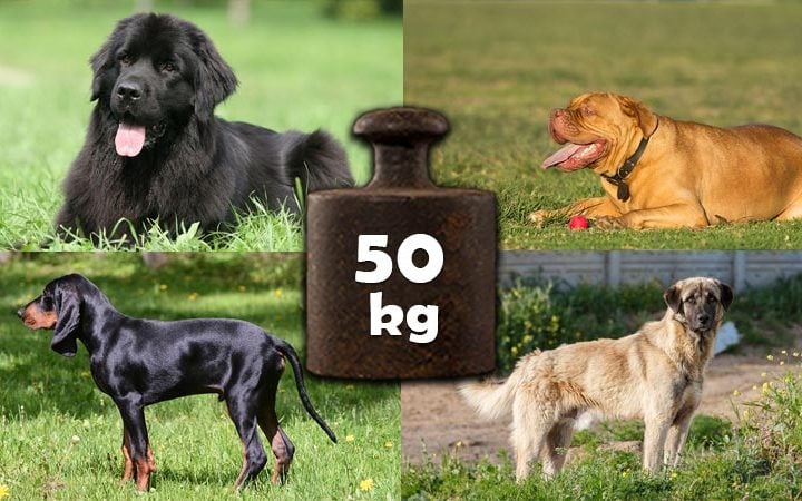 12 Dog Breeds That Weigh About 50 kg (Kilogram) – Weight of Stuff