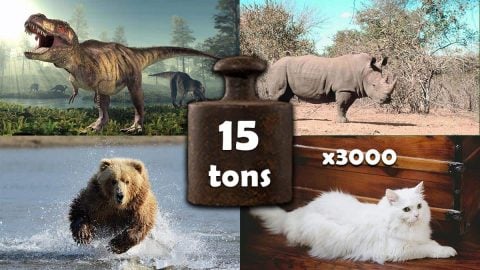 11 Things That Weight About 4 Tons – Weight of Stuff