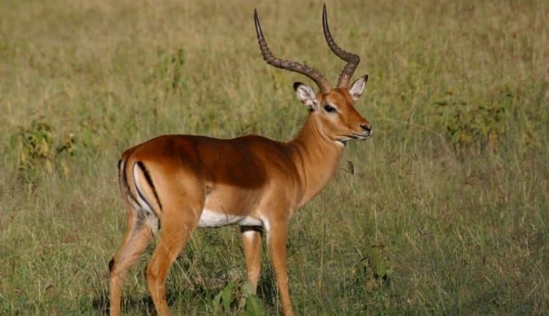 12 Animals That Weigh About 70 kg (kilogram)