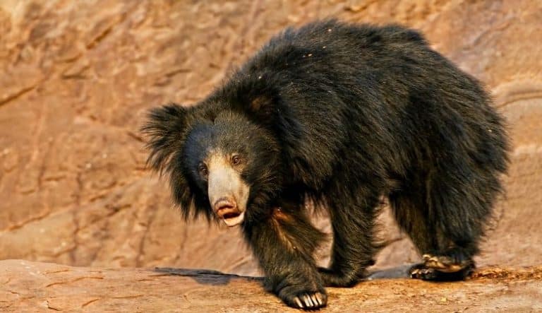 12 Animals That Weigh About 70 kg (kilogram)
