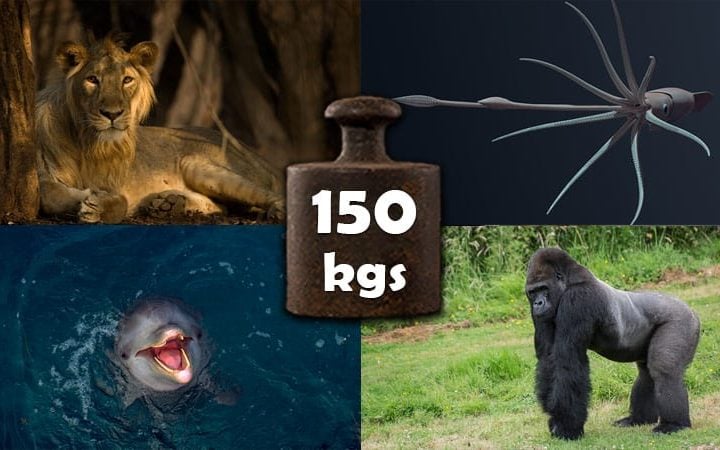 11 Animals That Weigh About 150 kg (Kilogram) – Weight of Stuff