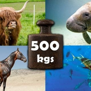 10 Animals That Weigh About 500 kg (Kilograms) – Weight of Stuff