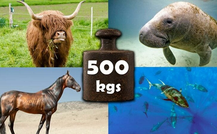 10 Animals That Weigh About 500 kg (Kilograms) – Weight of Stuff