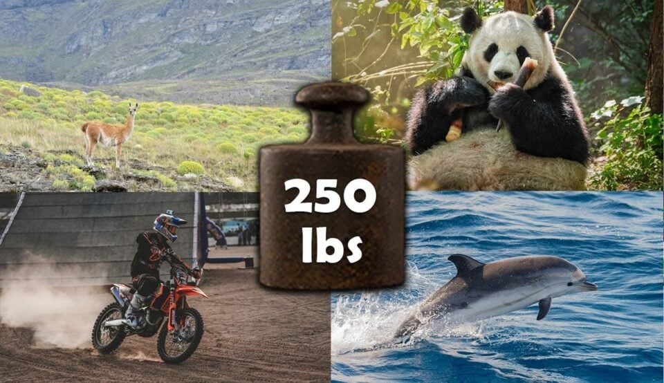 8 Things that Weigh Around 25 Kilograms (kg)