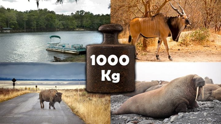 Weight of Random Stuff – Page 8 – Weight of Stuff