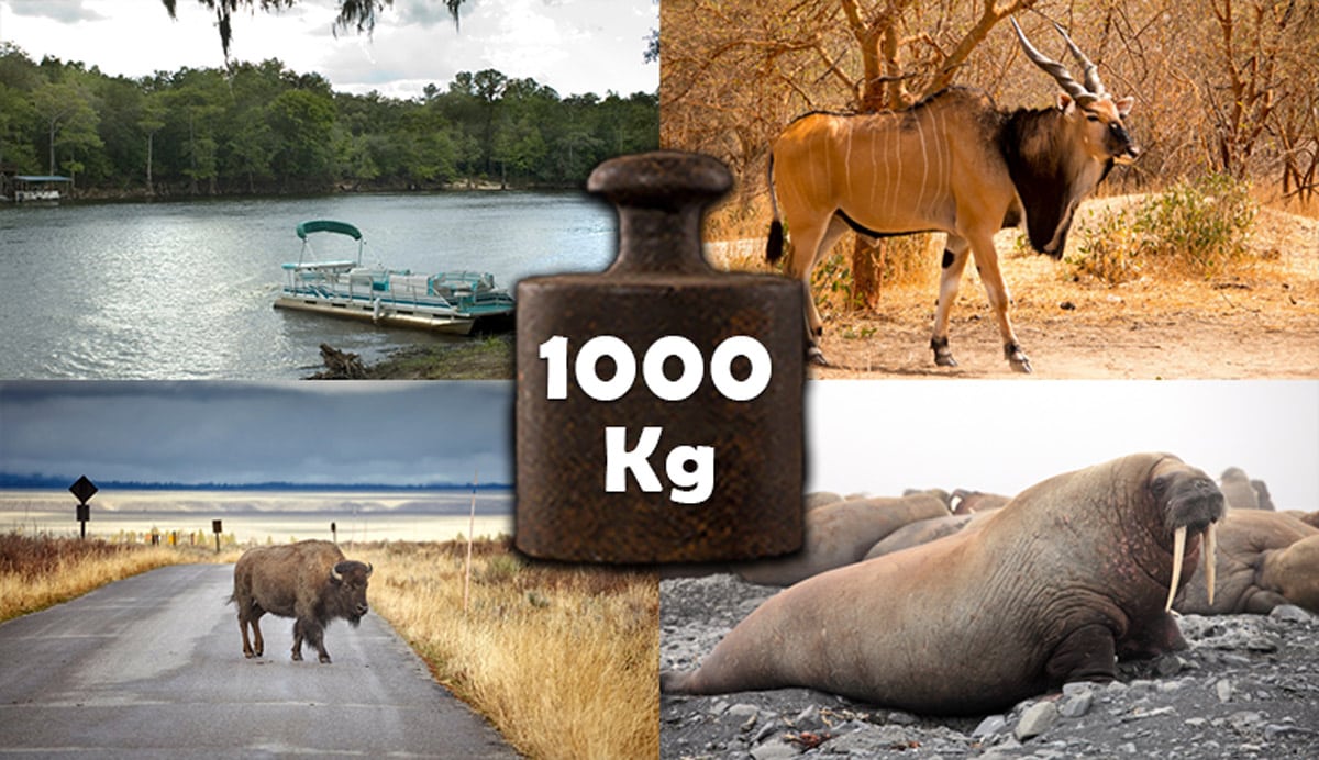 List Of 13 Things That Weigh 1000 Kilograms kg List Of 13 Things That Weigh 1000 Kilograms kg