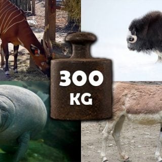 9 Things That Weigh Around 300 Kilograms – Weight of Stuff