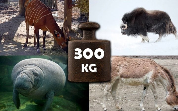 9 Things That Weigh Around 300 Kilograms – Weight of Stuff