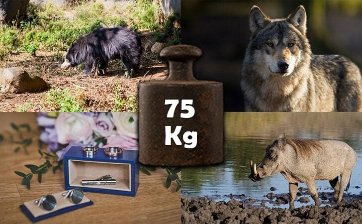 12 Things That Weight Around 75 Kilograms (kg) – Weight of Stuff