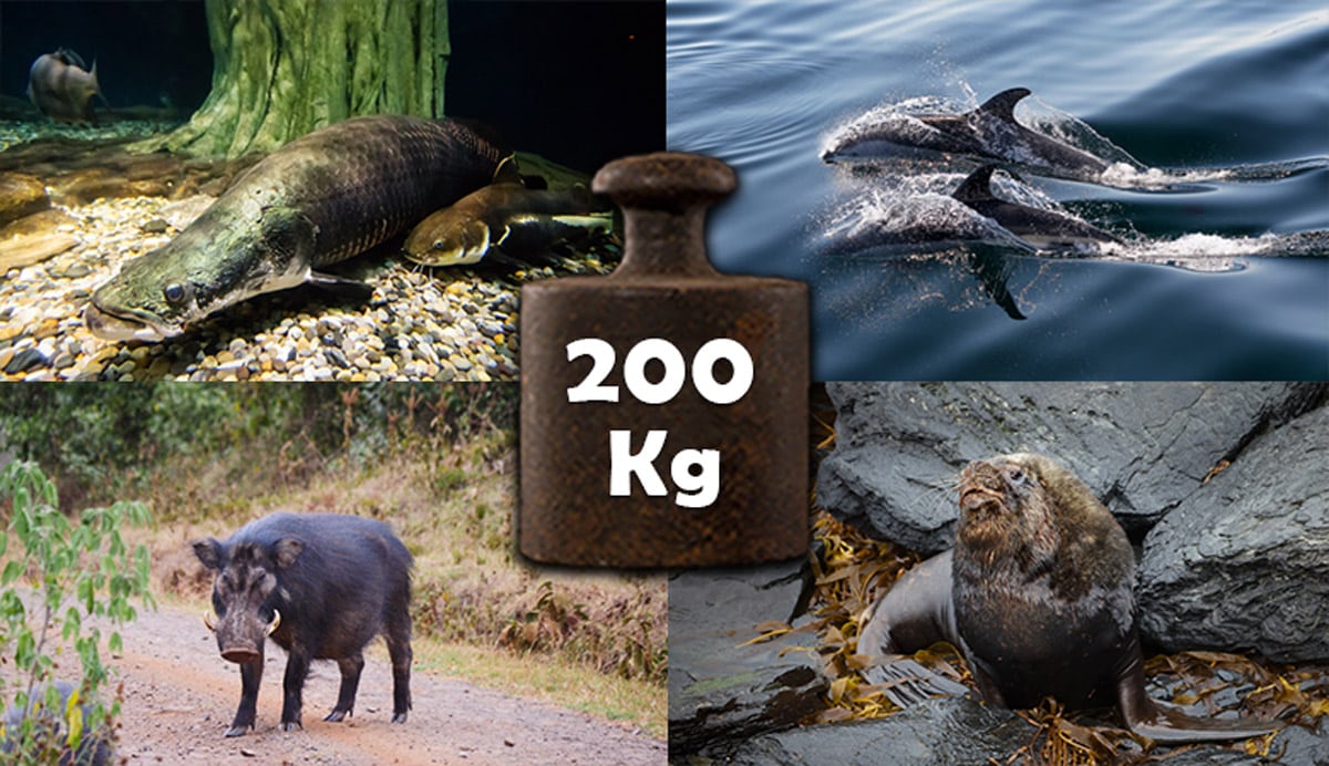 10 Things That Weigh Around 200 Kilograms (kg)