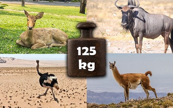 9 Things That Weigh Around 125 Kilograms (kg) – Weight of Stuff