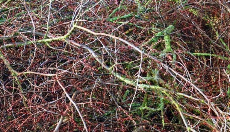 7 Things That Weigh About 600 Grams (g)