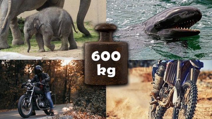 10 Things That Weigh About 6000 Pounds (lbs) – Weight of Stuff
