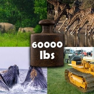 4 Things That Weigh About 60000 Pounds (lbs) – Weight of Stuff