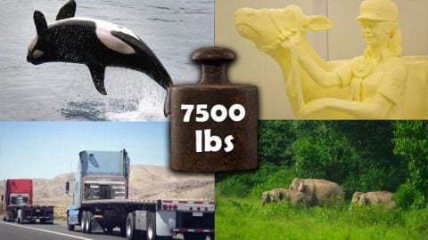7 Things That Weigh Around 80 Kilograms (Kg) – Weight of Stuff